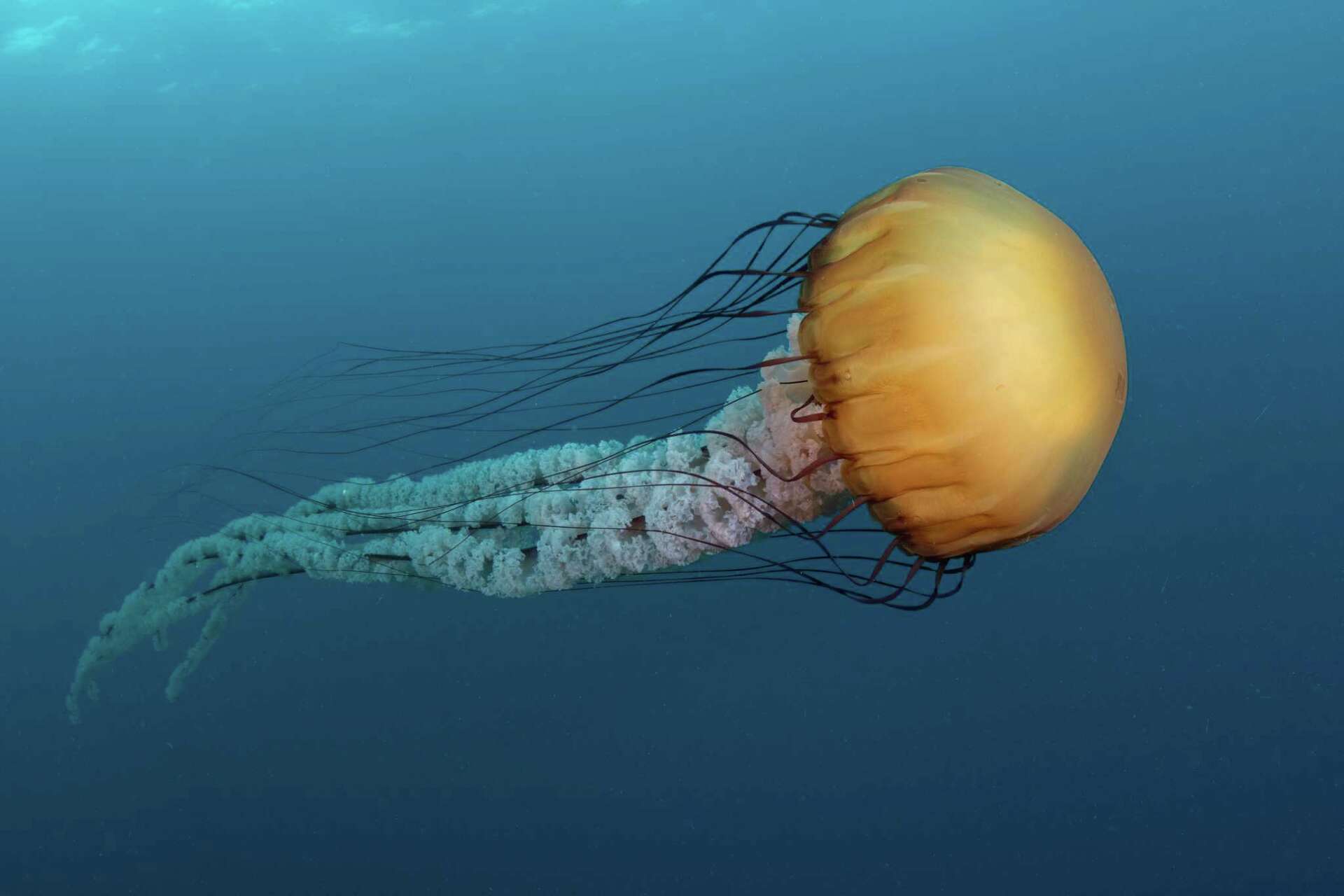 California coral reef, too deep for most divers, seen in new video