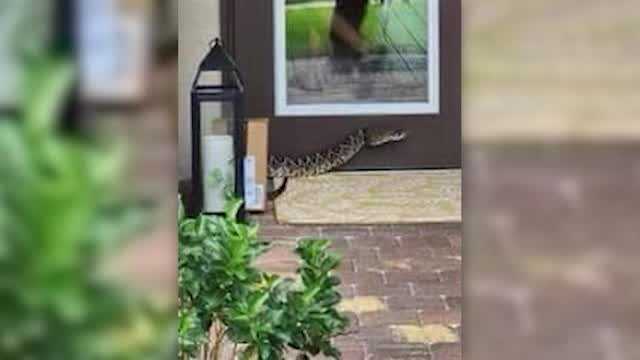 Florida Amazon driver attacked by rattlesnake may have saved her own ...