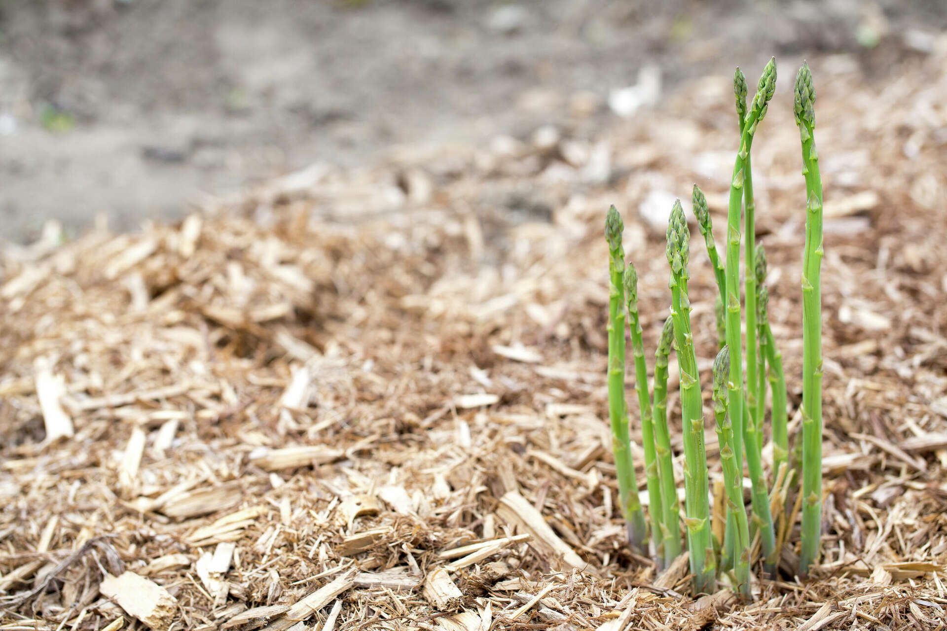 How to Prepare Asparagus for the Winter