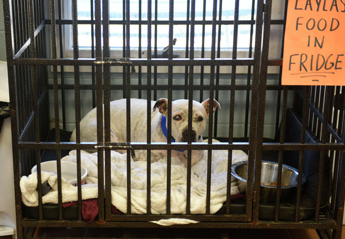 Stamford finance board OKs $320K for new animal shelter design