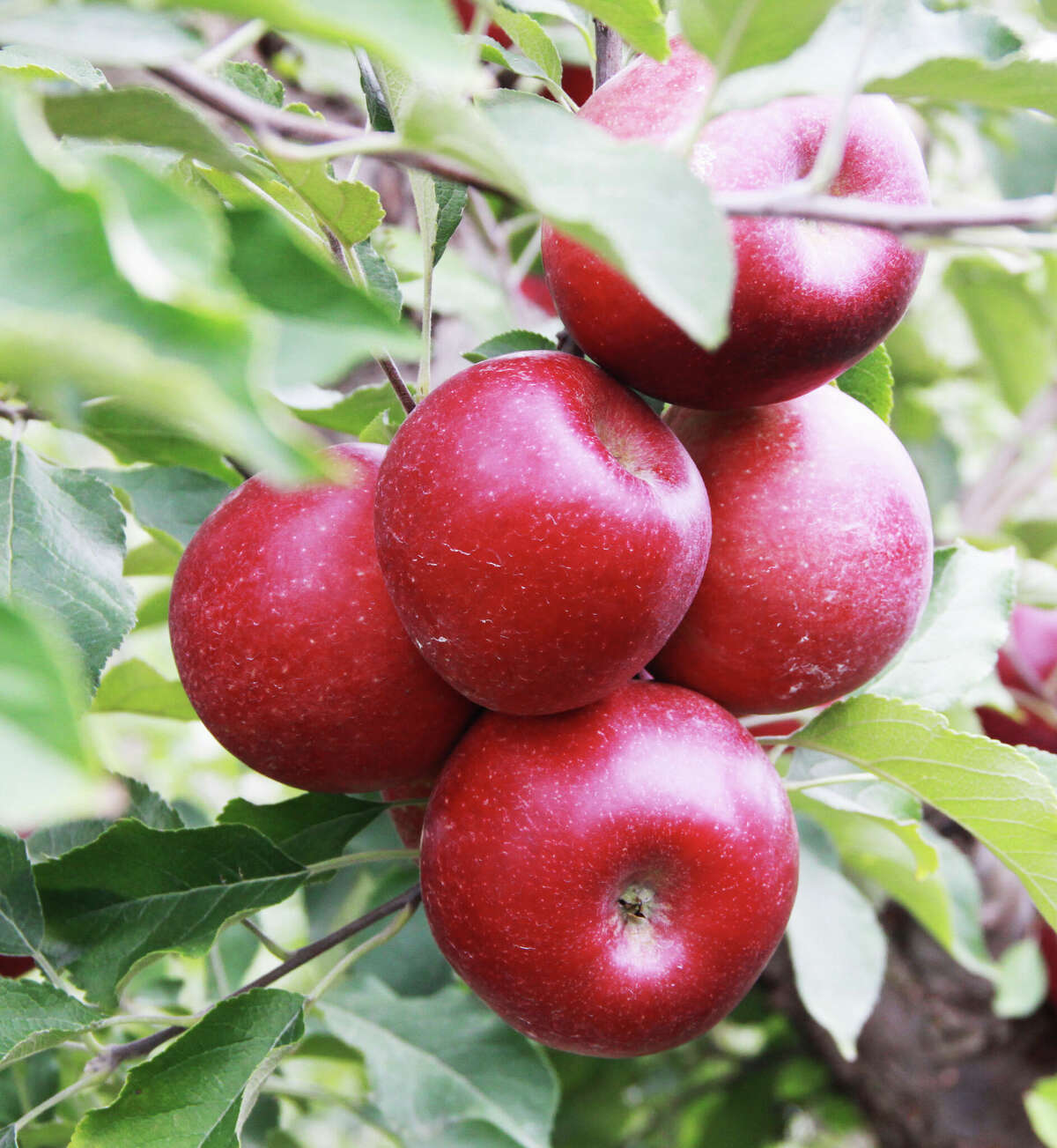 Apple picking now offered at Eckert's in Grafton