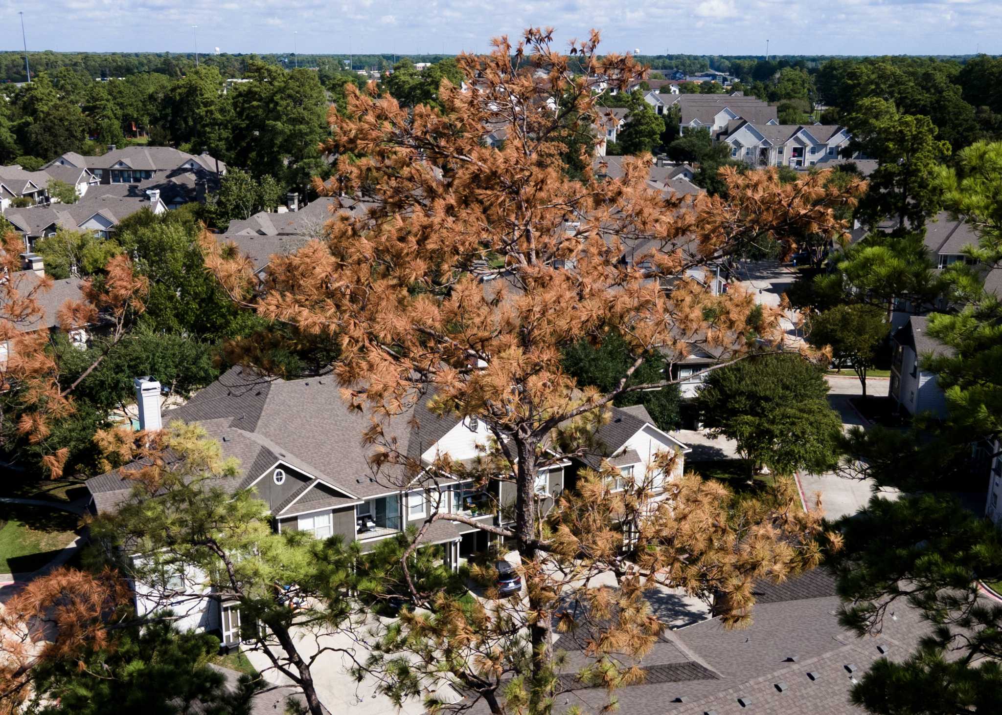 How to know if your tree is dead after Houston summer heat, drought