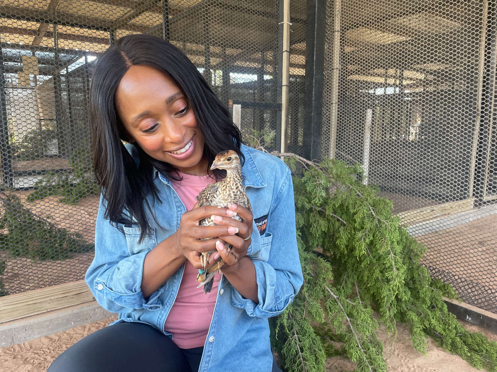 Attwater prairie chicken featured in new 'Wild Kingdom' TV show