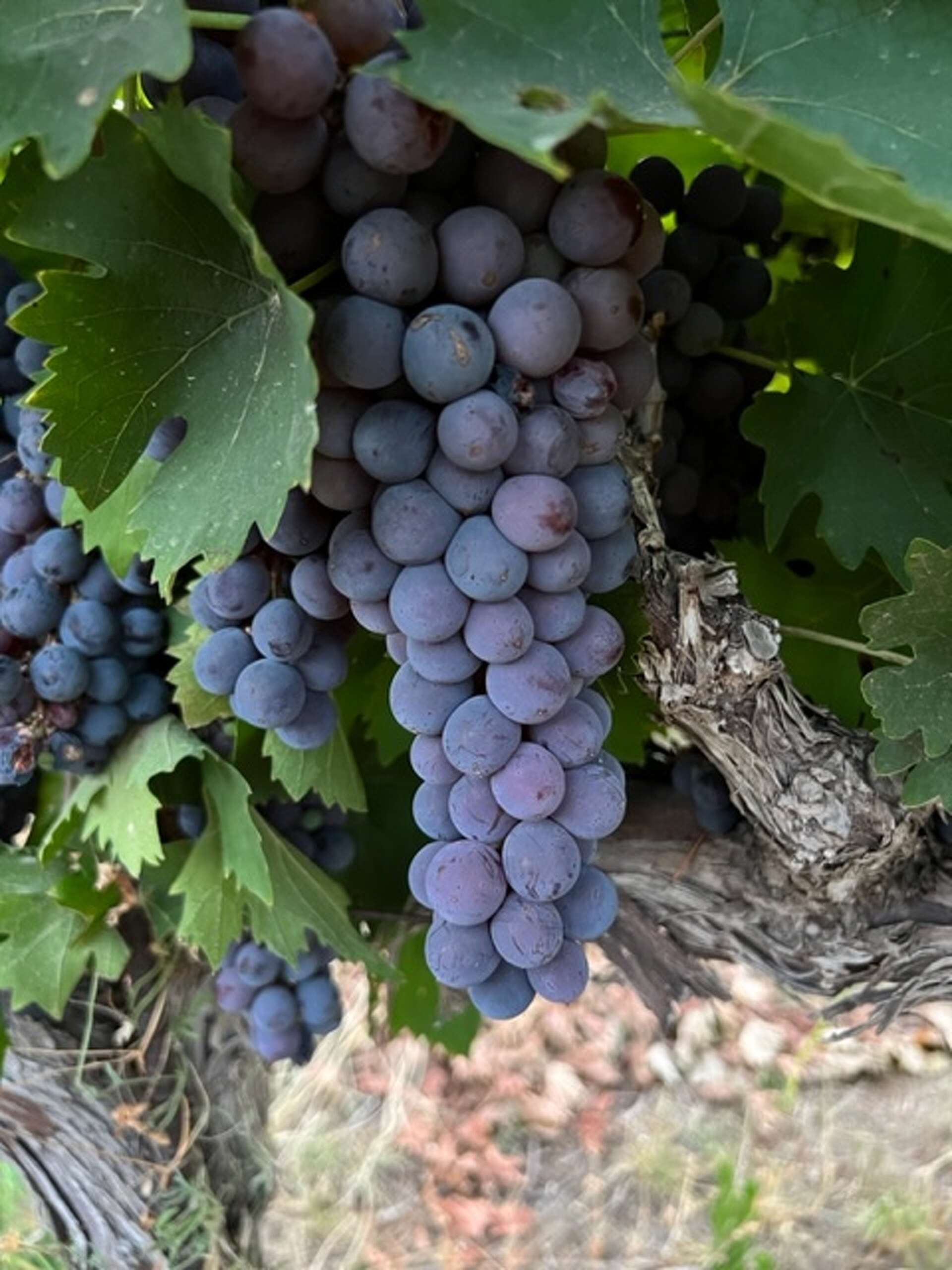 Texas Hill Country Wineries brings back wine-tasting passport