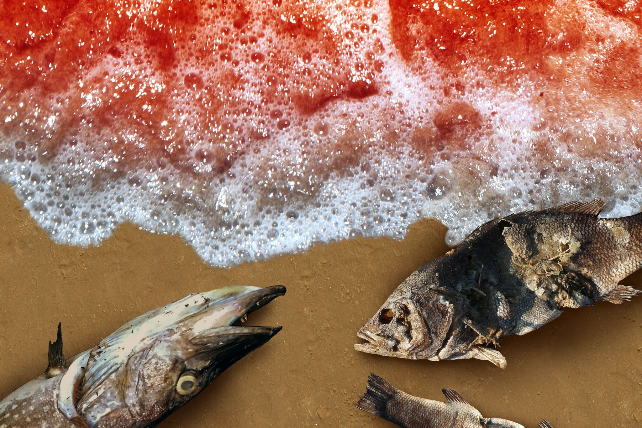 Beachgoers beware: Toxic red tide bloom detected in Texas coast