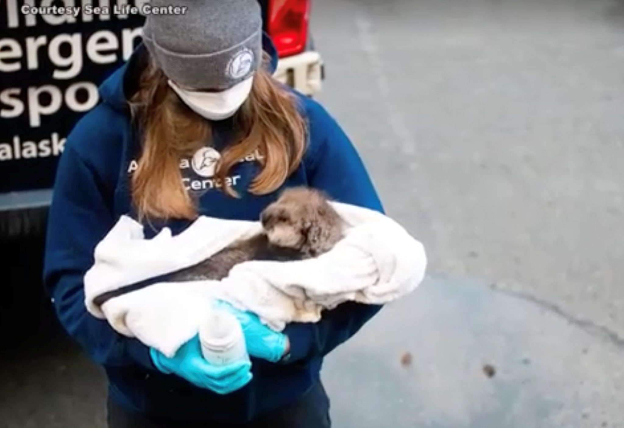 Video: Newborn sea otter rescued after orca attack