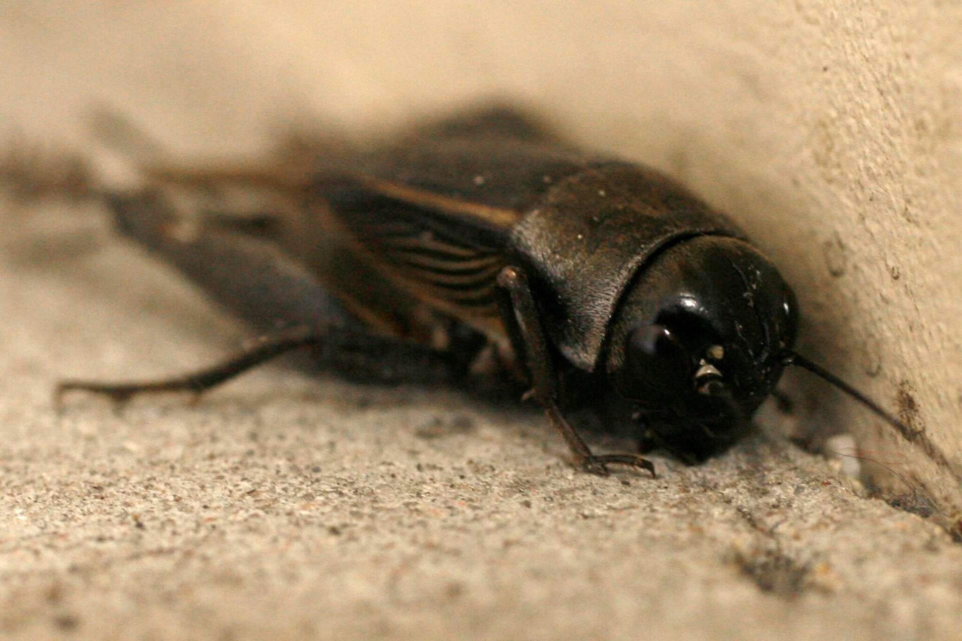 Why thousands of crickets are taking over Texas right now