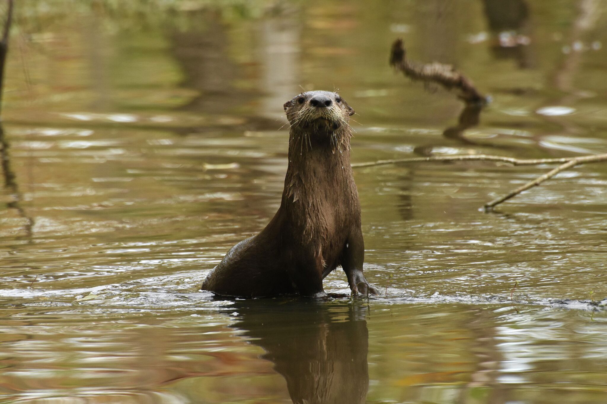 New book invites readers to explore Houston nature
