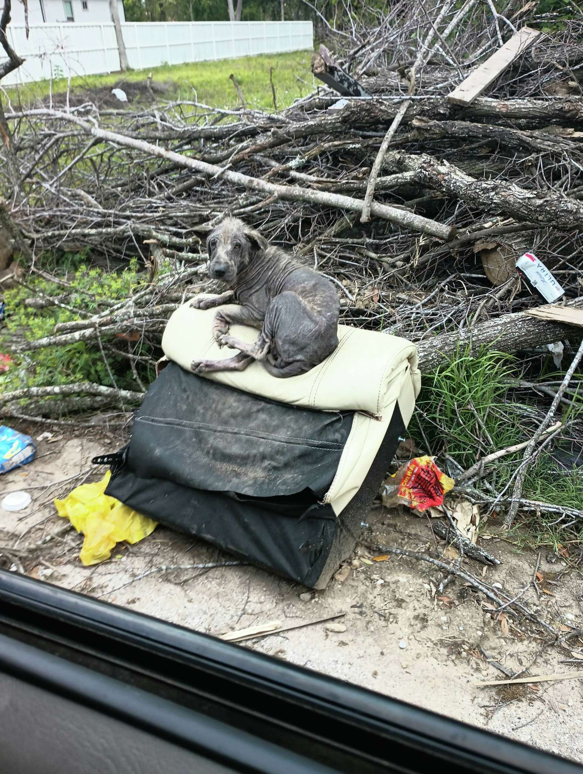 Houston Stray Dog Problem