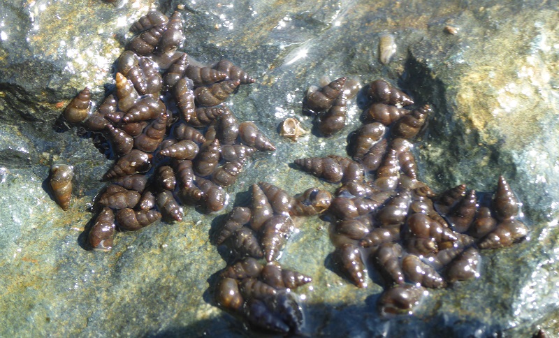 Invasive aquatic snails discovered in Lake Tahoe for the first time