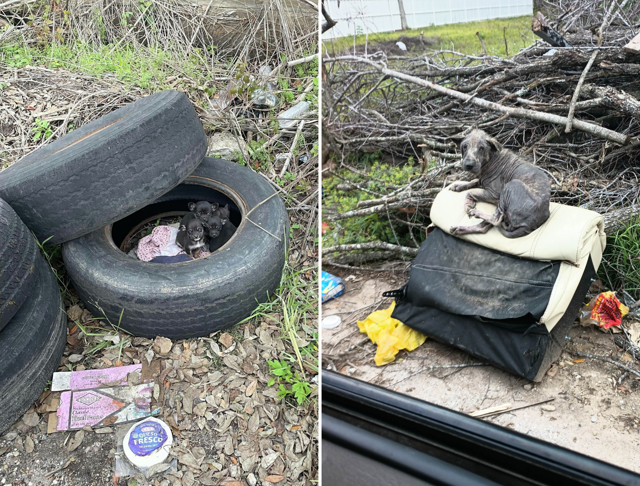 Houston's stray problem is a growing issue ahead of local elections
