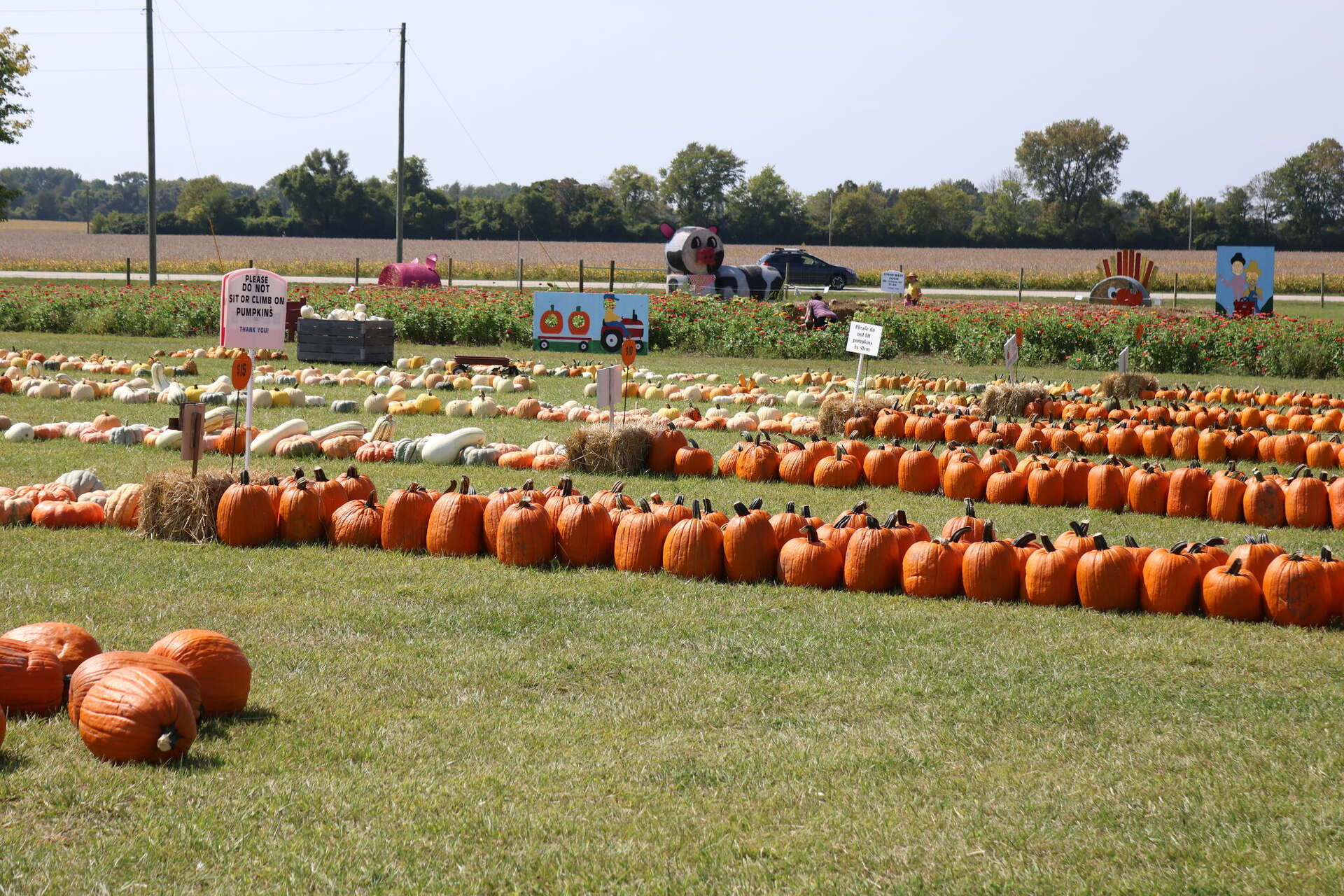 Rinkel Pumpkin Farm kicks off fall season in Glen Carbon