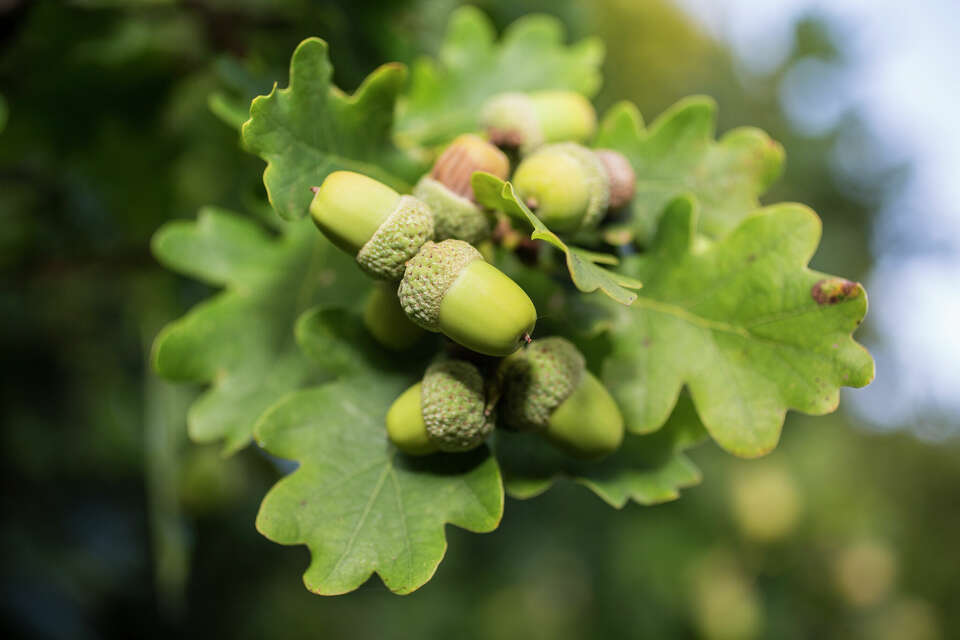 From leaf drop to acorns, here's what's happening with shade trees