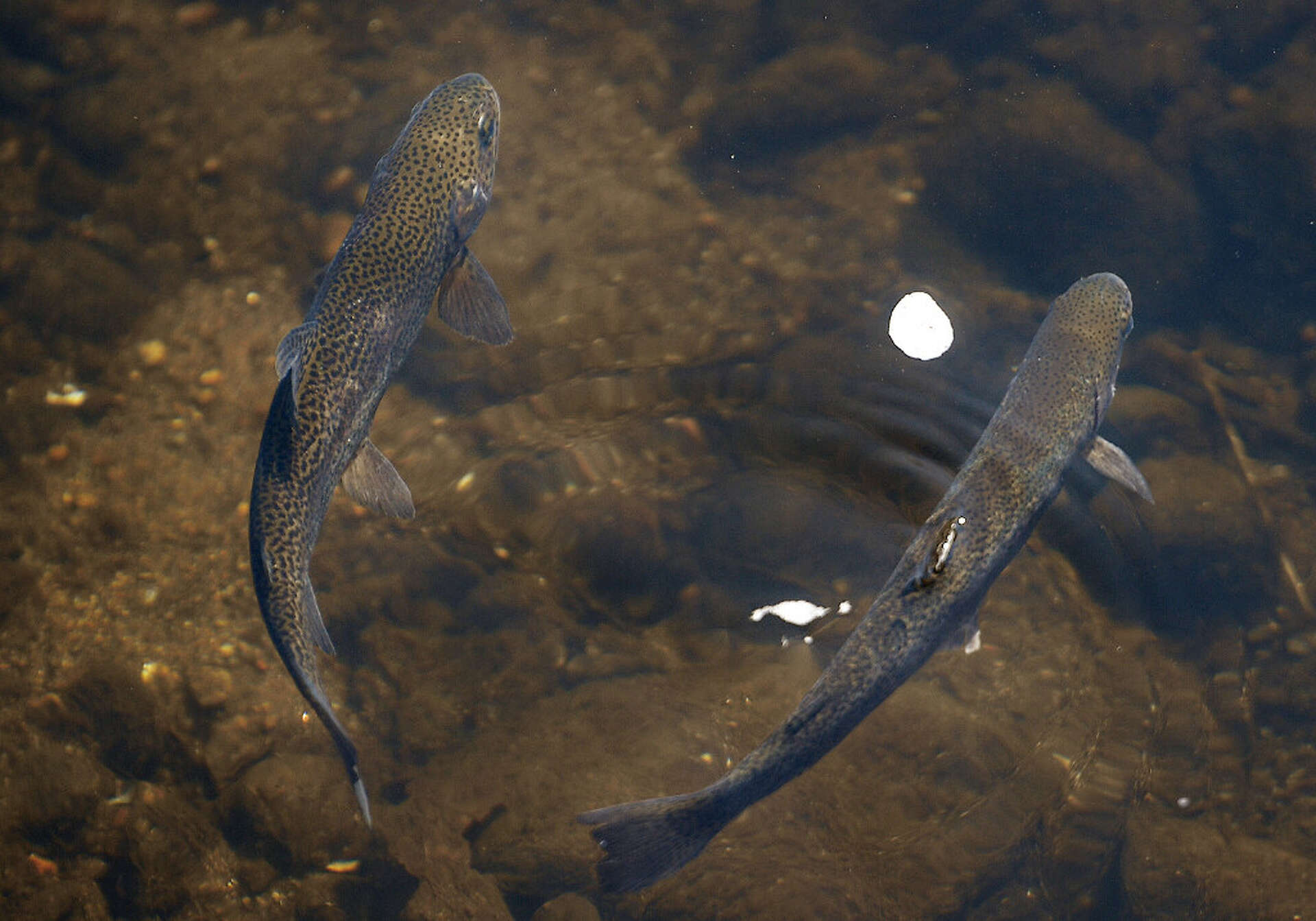 DEEP increases trout stocking in CT for its unofficial 'opening day'