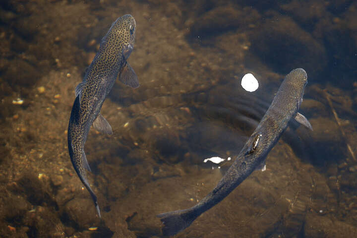 CT's trout stocking season is in progress. Here's what to know.