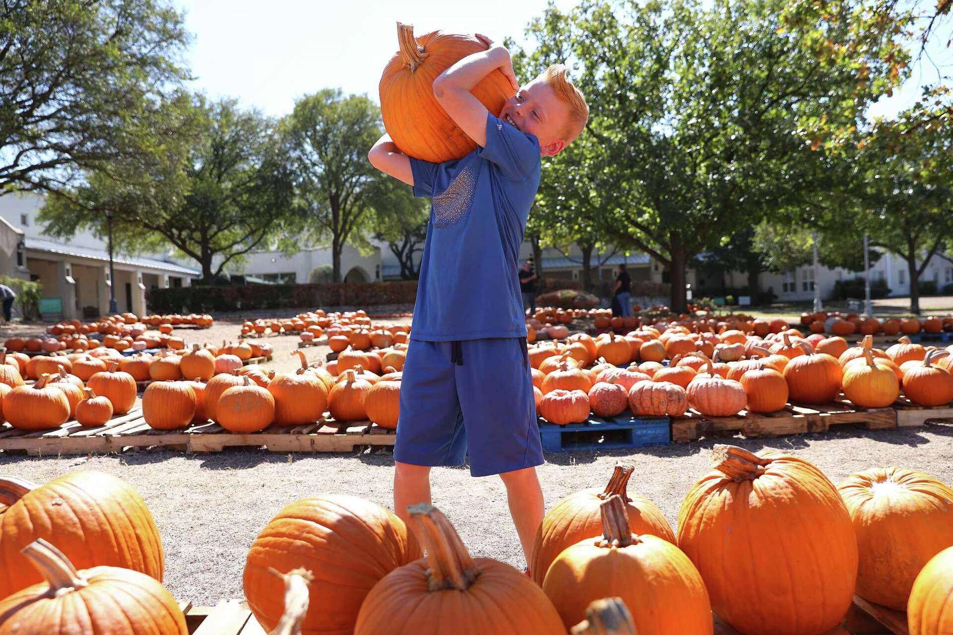 Discover 25 must-visit pumpkin patches in San Antonio this fall