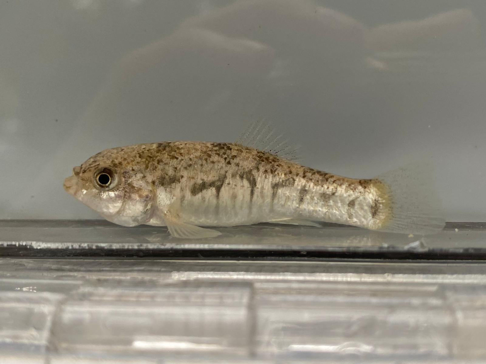 San Antonio Zoo first to breed rare Texas-native Conchos pupfish