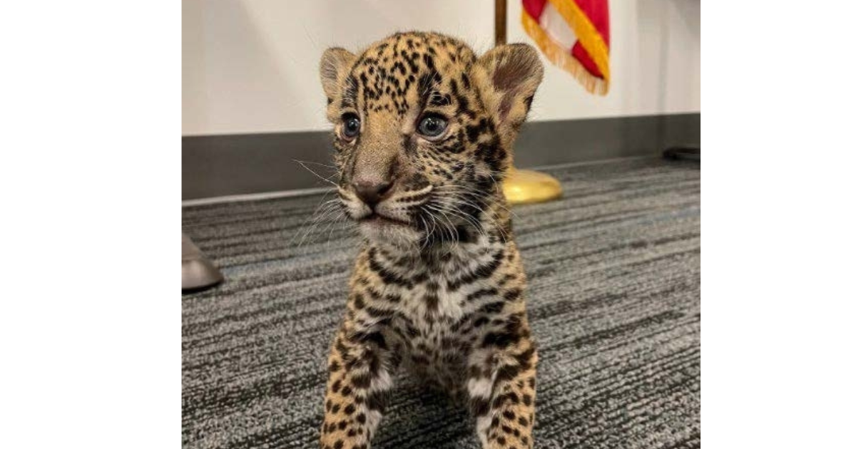 Texas couple arrested for attempting to sell jaguar cub