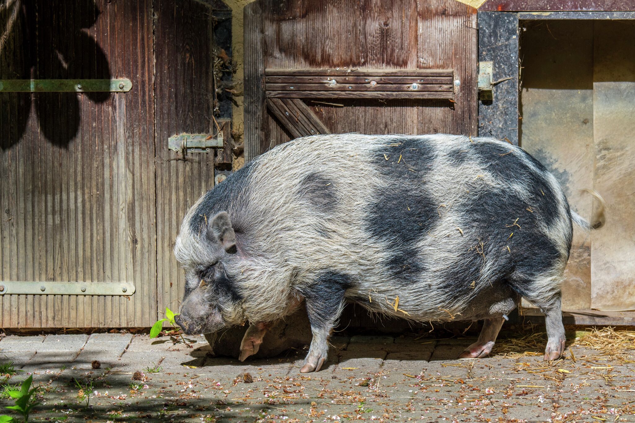 Massive pig repeatedly attacks Texas Hill Country family