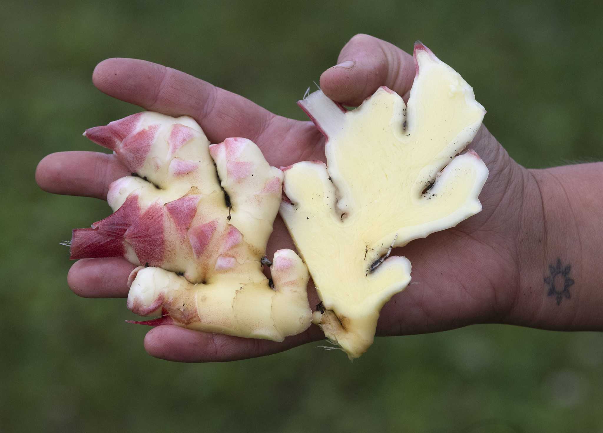Forts Ferry Farm in Latham growing ginger root to warm winter foods