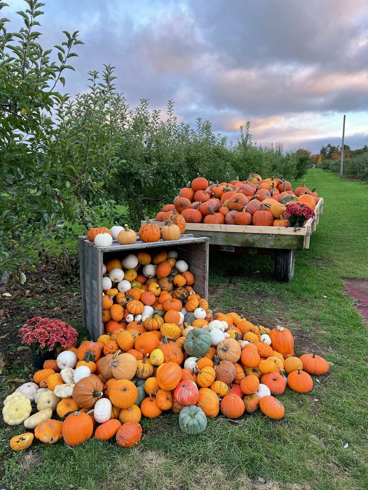 CT to have 'plenty of pumpkins' this year despite wet summer
