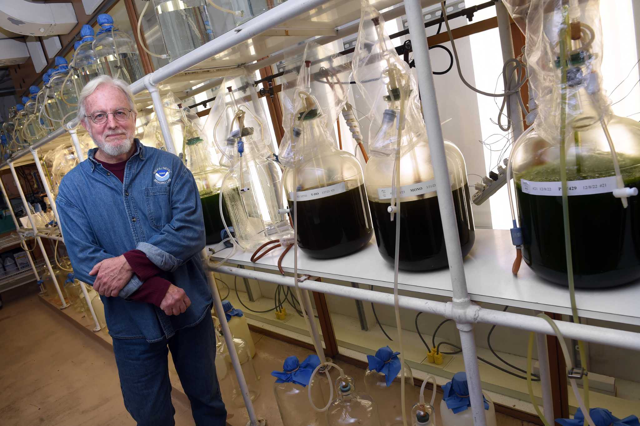 Milford lab launches new program to breed oysters to withstand threats