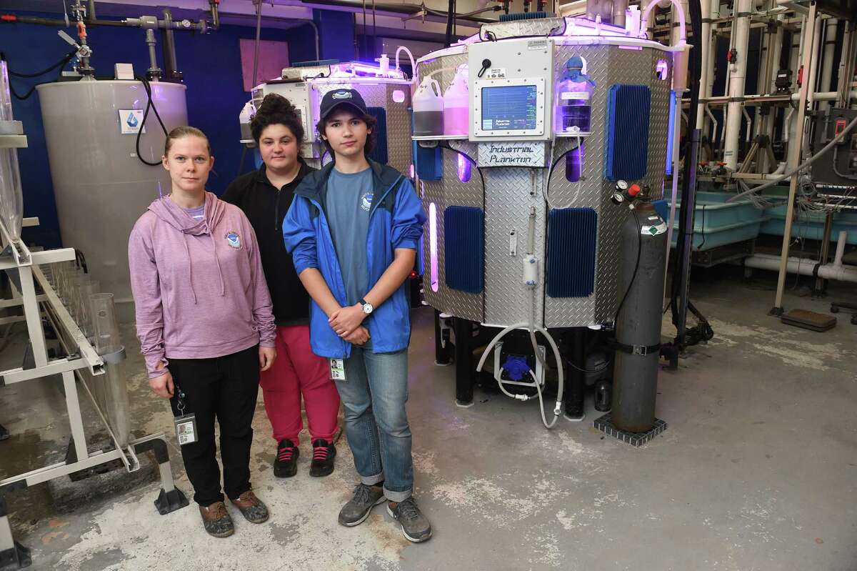 Milford lab launches new program to breed oysters to withstand threats