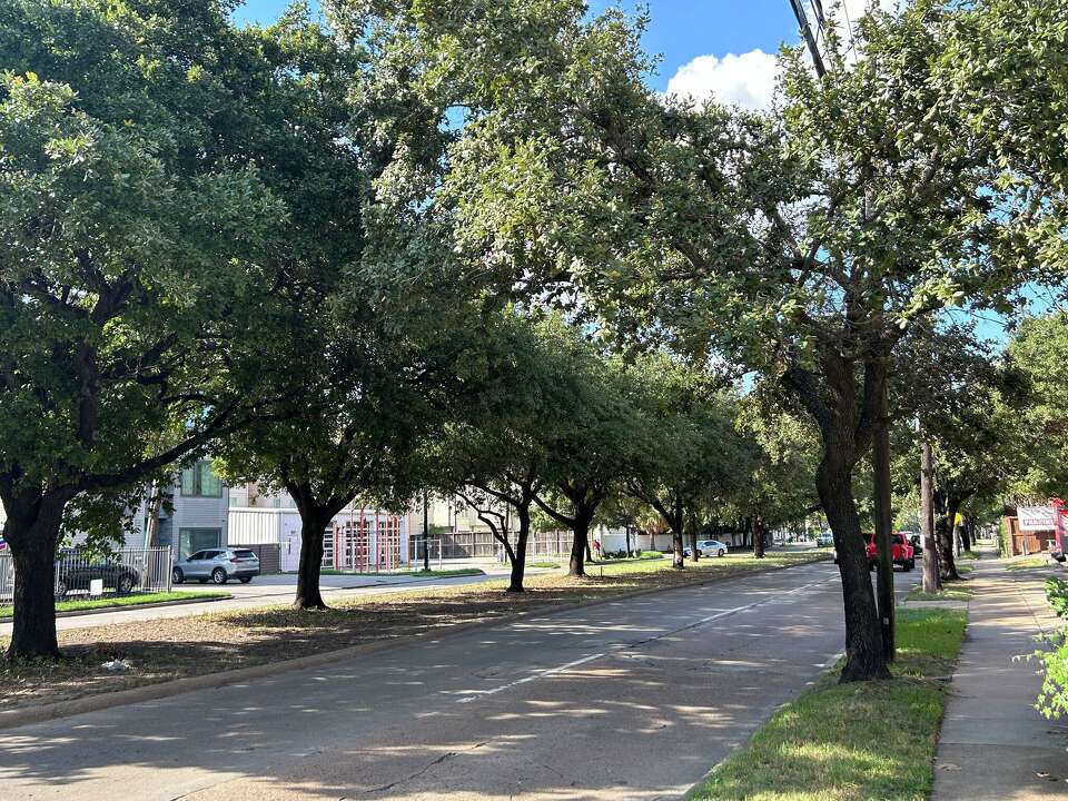 Residents fight to stop cutting of mature Houston trees
