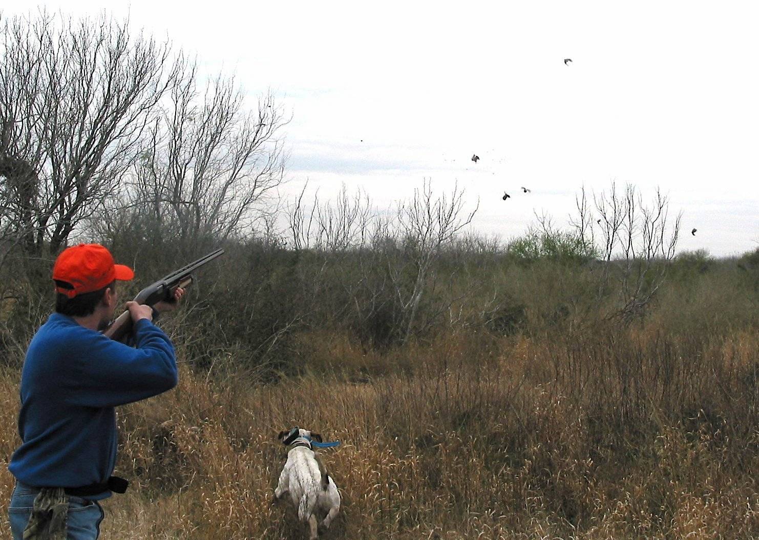 Quail forecast: Annual roadside surveys show cautious optimism