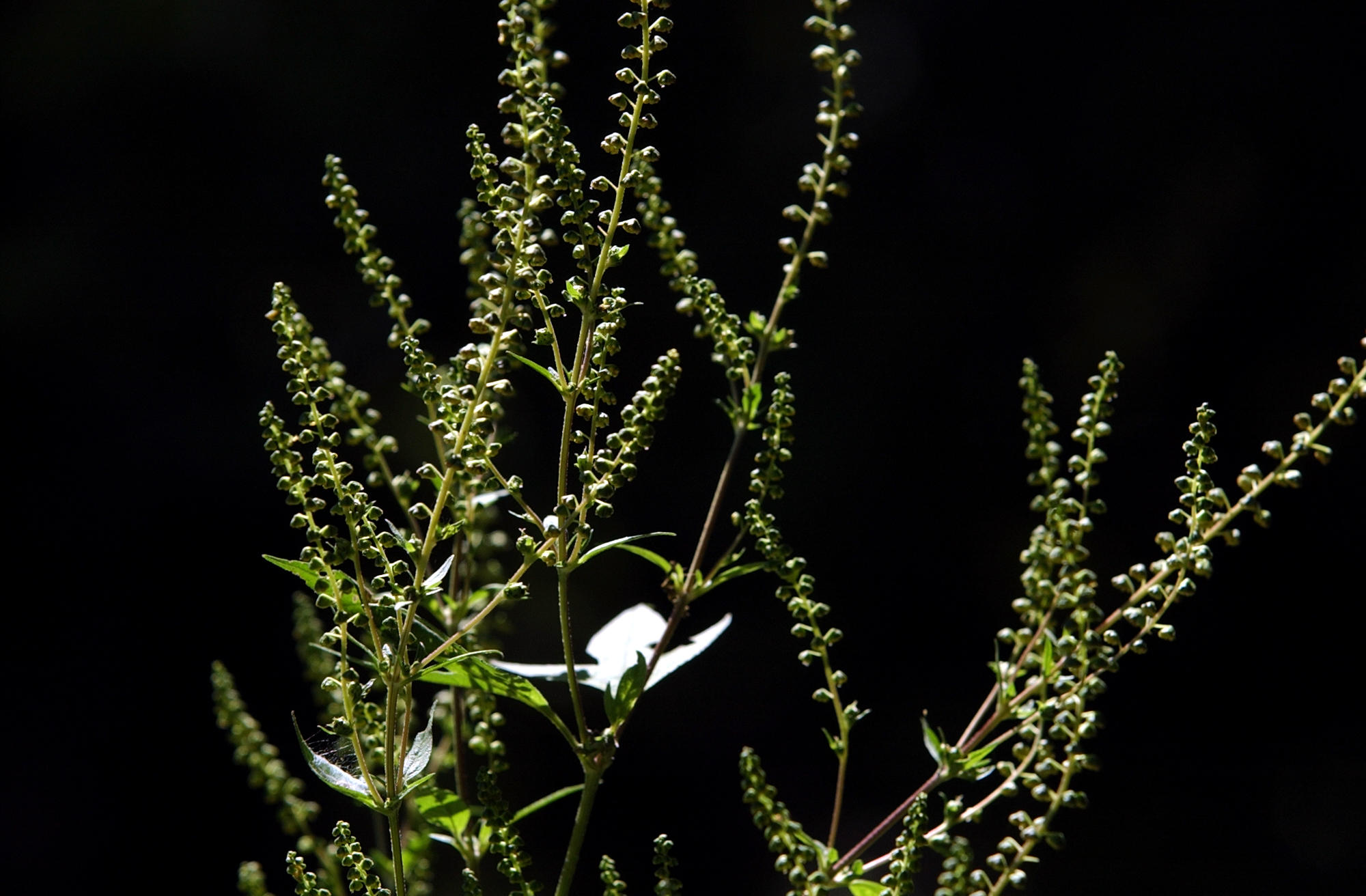 Texas ragweed season nears peak: What allergy sufferers should know