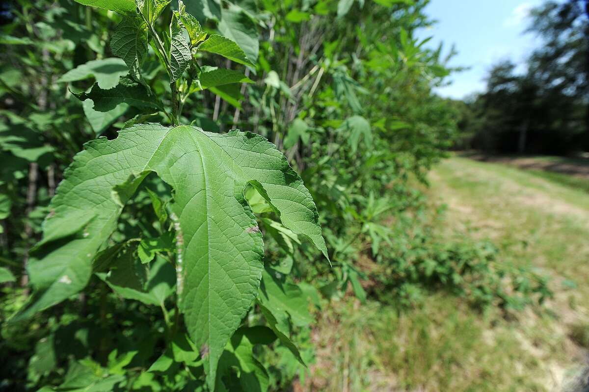 Texas ragweed season nears peak: What allergy sufferers should know