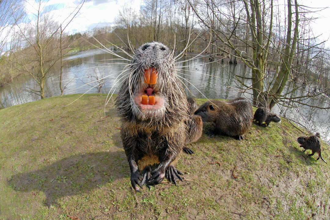 'Unwanted,' invasive river rats are on the rise in Texas