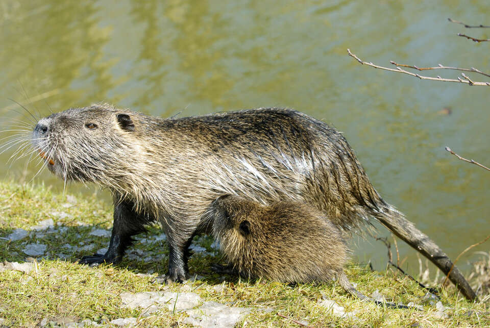 'Unwanted,' invasive river rats are on the rise in Texas