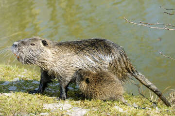 'Unwanted,' invasive river rats are on the rise in Texas