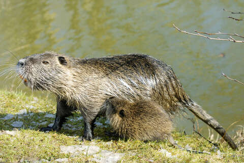 'Unwanted,' invasive river rats are on the rise in Texas