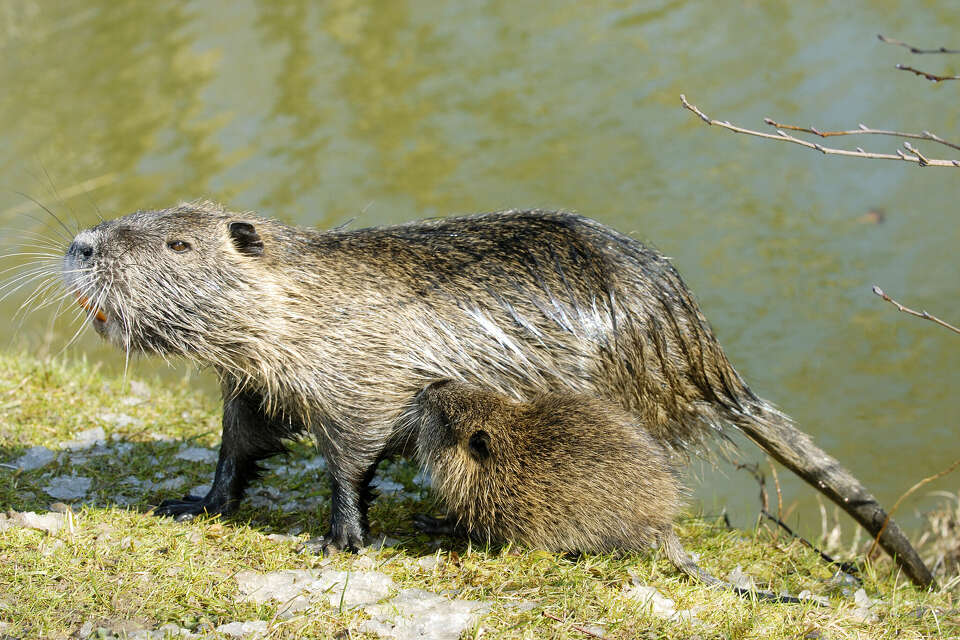 'Unwanted,' invasive river rats are on the rise in Texas