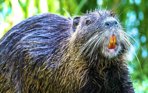 'Unwanted,' invasive river rats are on the rise in Texas