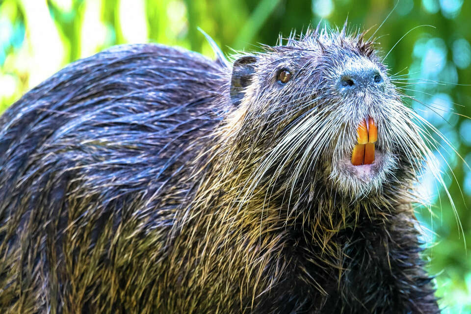'Unwanted,' invasive river rats are on the rise in Texas