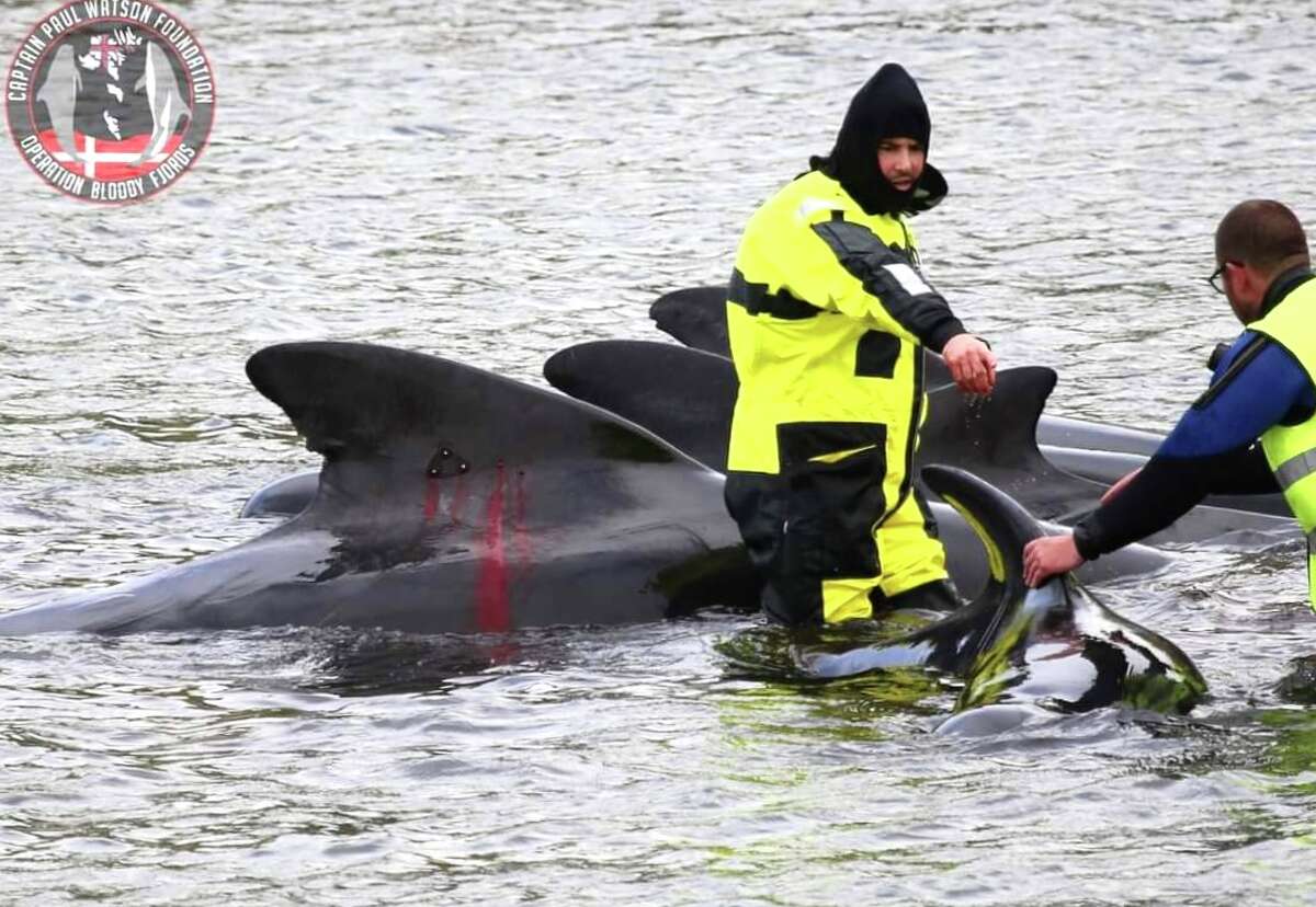 A CT state Rep's anti-whaling action in the North Atlantic
