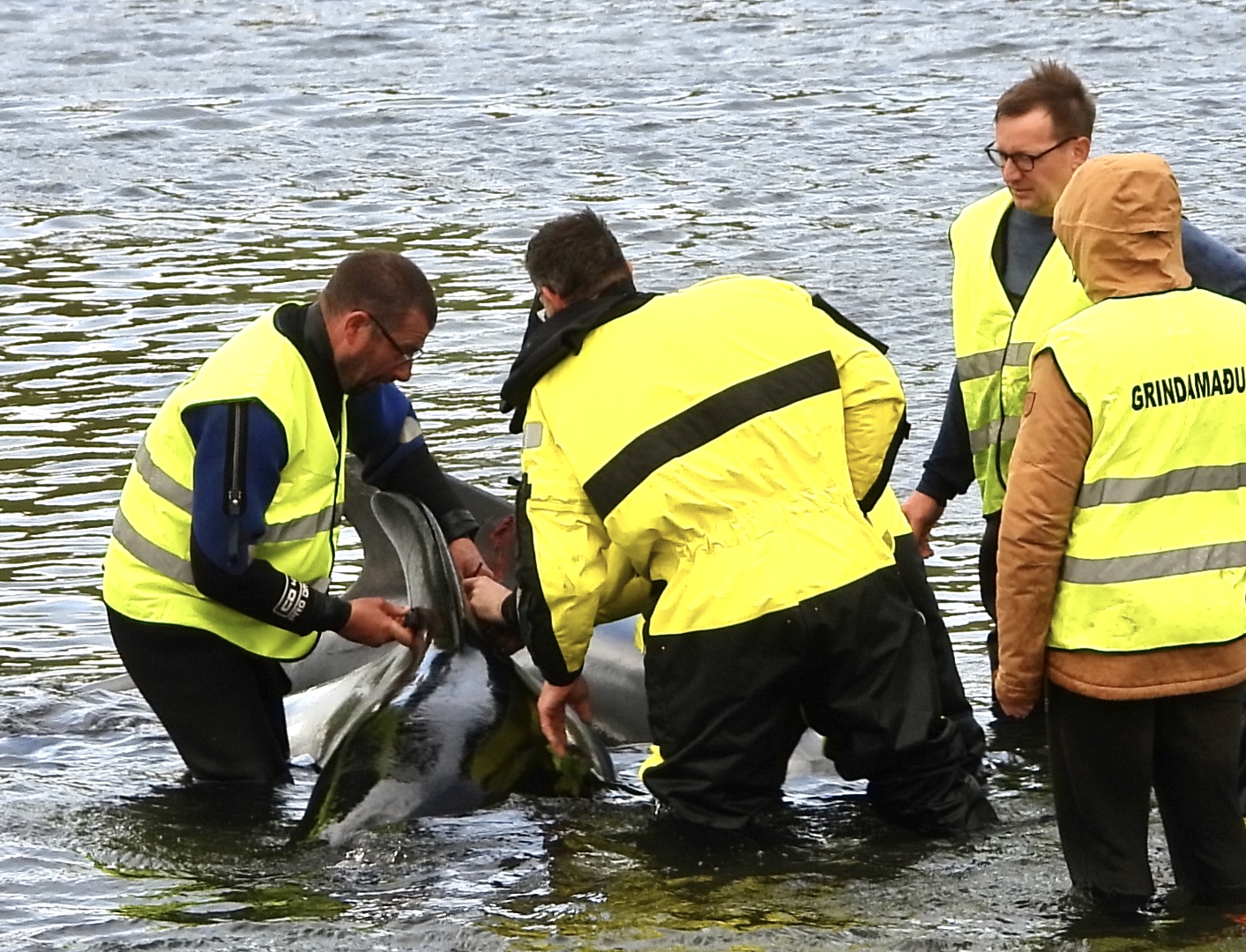 A CT state Rep's anti-whaling action in the North Atlantic
