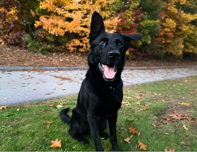 K-9 Drago to be honored with beer label by Provincetown Brewing Co.