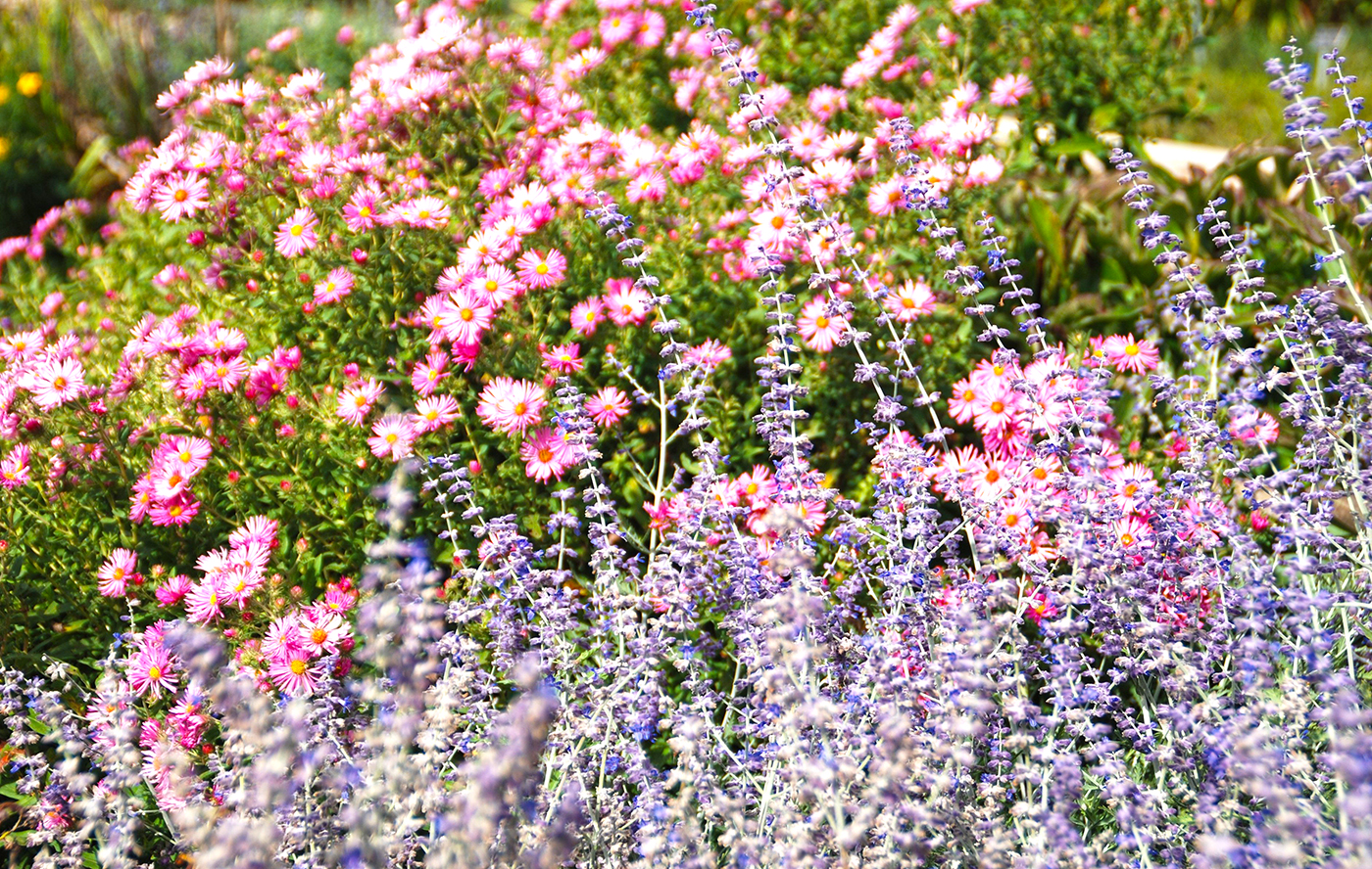 Fall perennial flowers can be cut, enjoyed