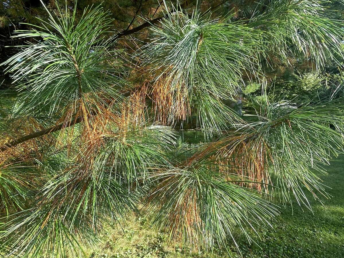 Former horticulturist Chuck Martin discusses the fall pine needle drop