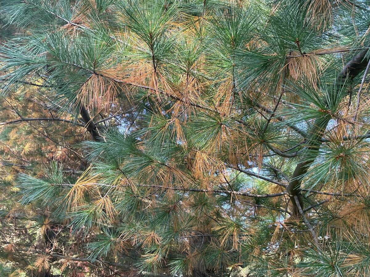 Former horticulturist Chuck Martin discusses the fall pine needle drop
