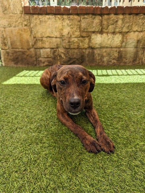 Ex-Cowboy Dwayne Missouri charged with animal cruelty