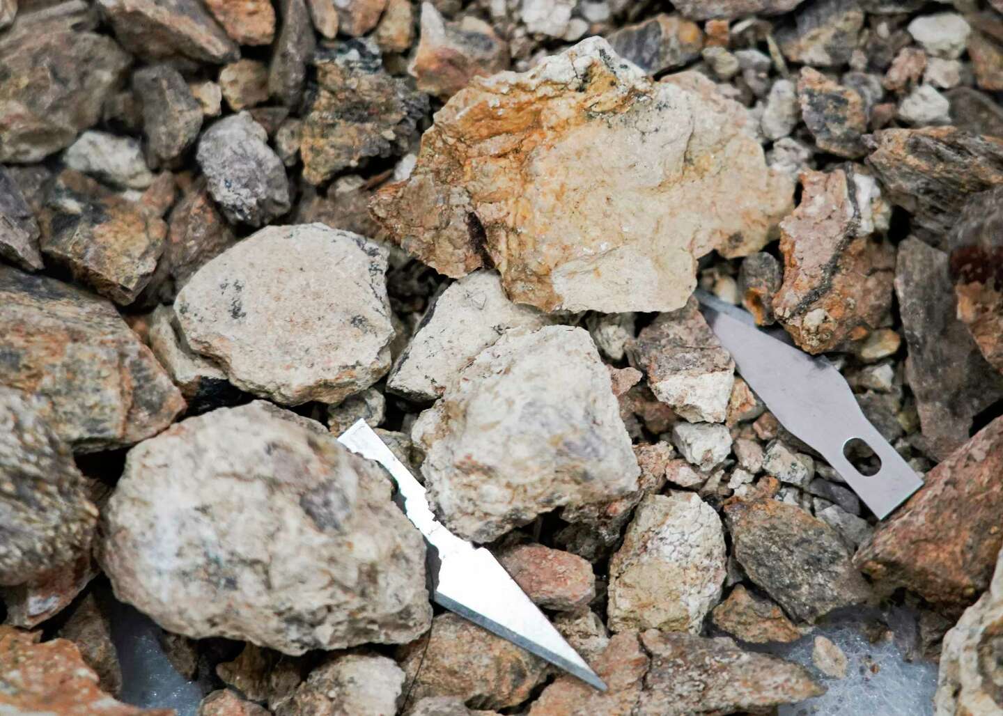 Kingwood woman's dinosaur fossil restoration hobby turns to career