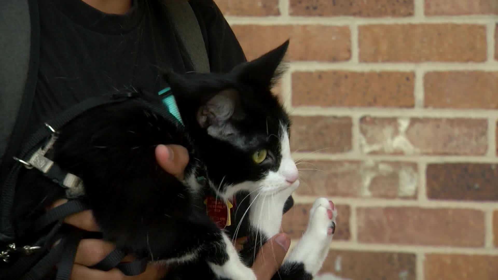 A cat named Tux is safe at home after a Lyft driver allegedly drove off ...