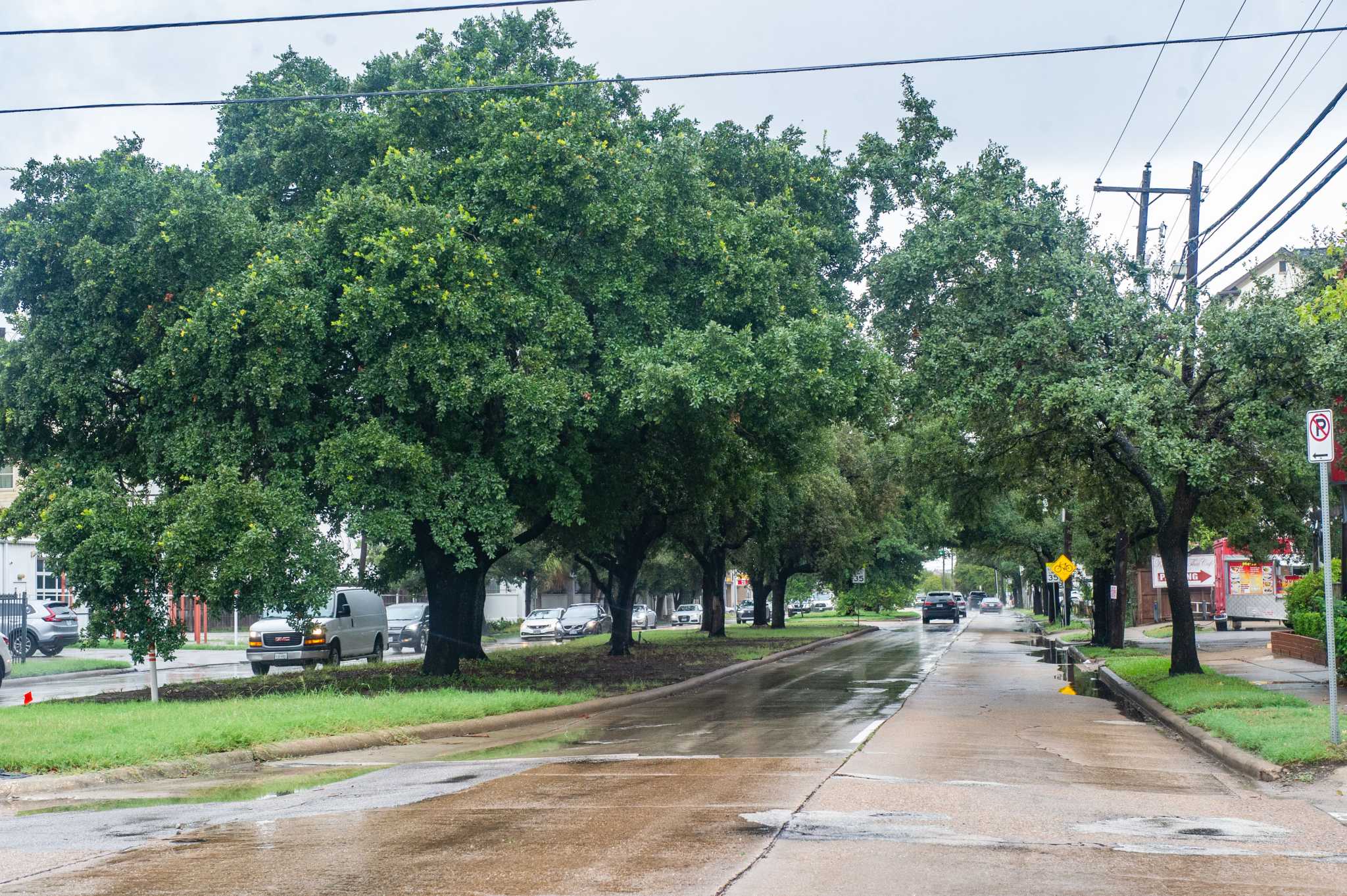 Montrose live oak trees: Why will roadway project cut them down?
