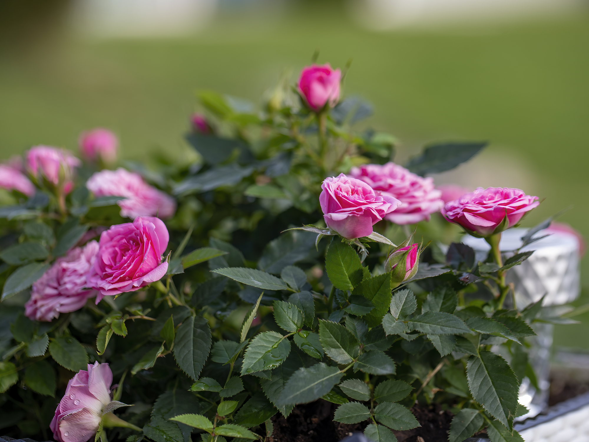How to Prune Miniature Roses During Winter