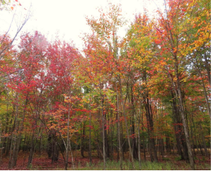 McLean Nature Preserve to host early fall color walk